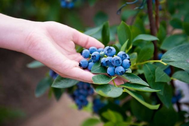 27 Types of Berries and Their Nutritional Values - Nutrition Advance