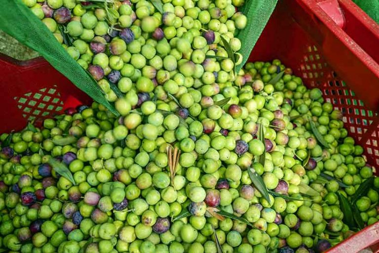 26 Types of Olives: A Guide to the Healthy Fruit | Nutrition Advance