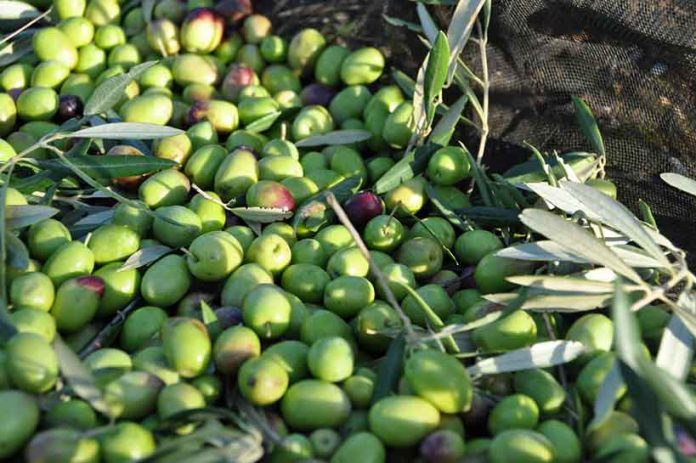 26 Types of Olives: A Guide to the Healthy Fruit | Nutrition Advance