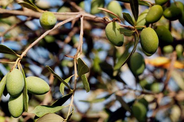 26 Types of Olives: A Guide to the Healthy Fruit | Nutrition Advance