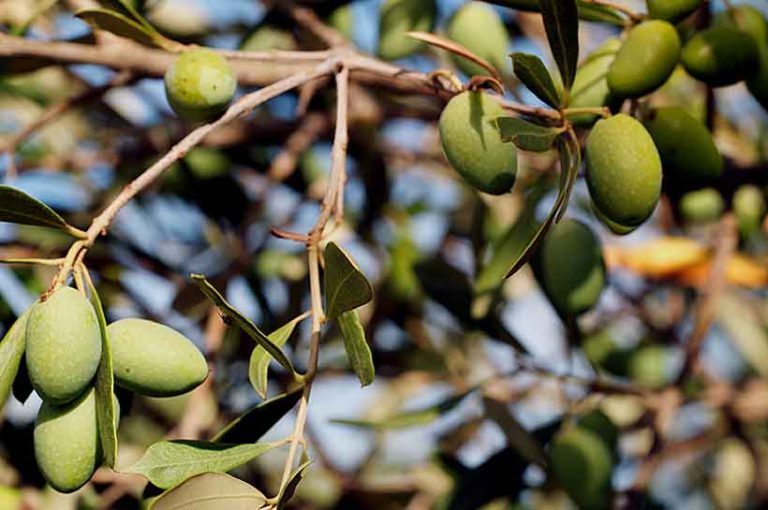 26 Types of Olives: A Guide to the Healthy Fruit | Nutrition Advance