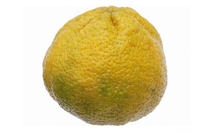 55 Types of Fruit and Their Nutrition Facts - Nutrition Advance