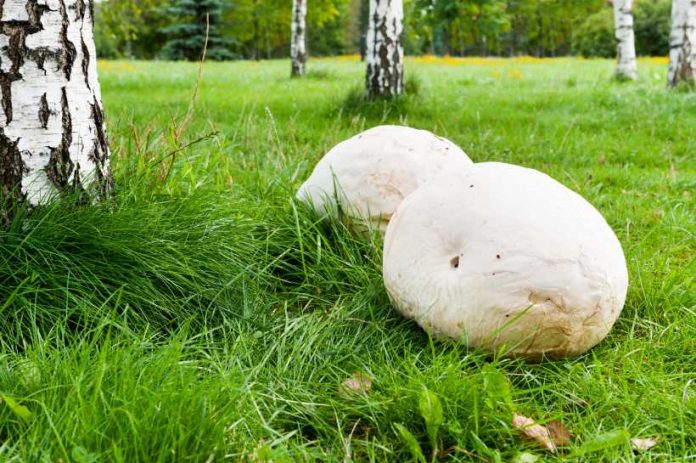 18 Popular Types of Edible Mushrooms - Nutrition Advance