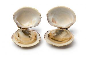 7 Benefits of Clams (and Full Nutrition Facts) - Nutrition Advance