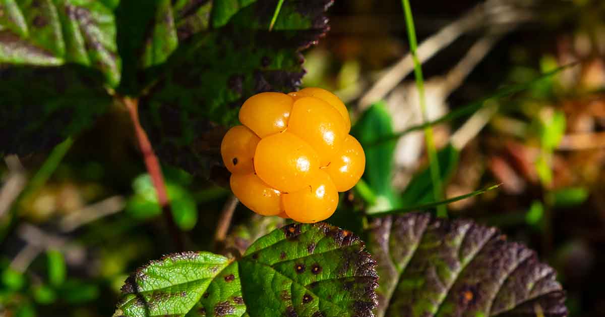 What Are Cloudberries? - Nutrition Advance