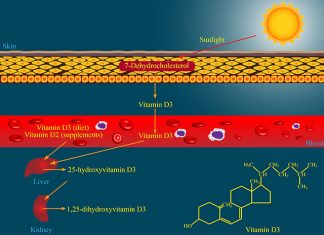 Vitamin D: Functions, Health Benefits, and Research - Nutrition Advance