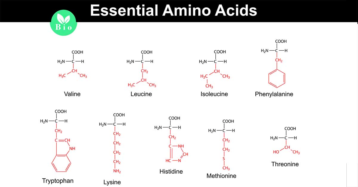Essential Amino Acids: Functions, Requirements, Food Sources Essential Amino Acids: Functions, Requirements, Food Sources