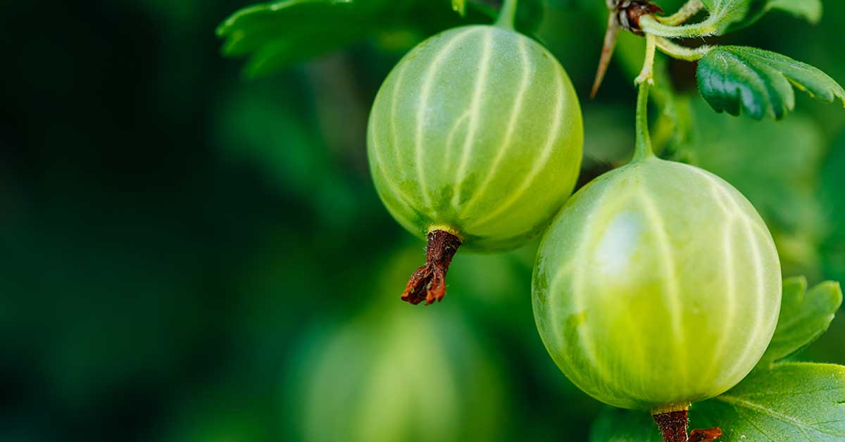 What Are Gooseberries and Do They Have Benefits? - Nutrition Advance