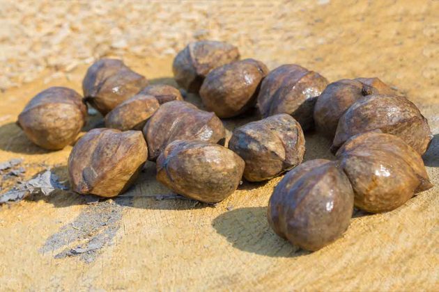 What Are Hickory Nuts and Are They Nutritious? - Nutrition Advance