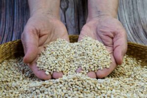 Barley 101: Nutrition, Benefits, and Downsides - Nutrition Advance
