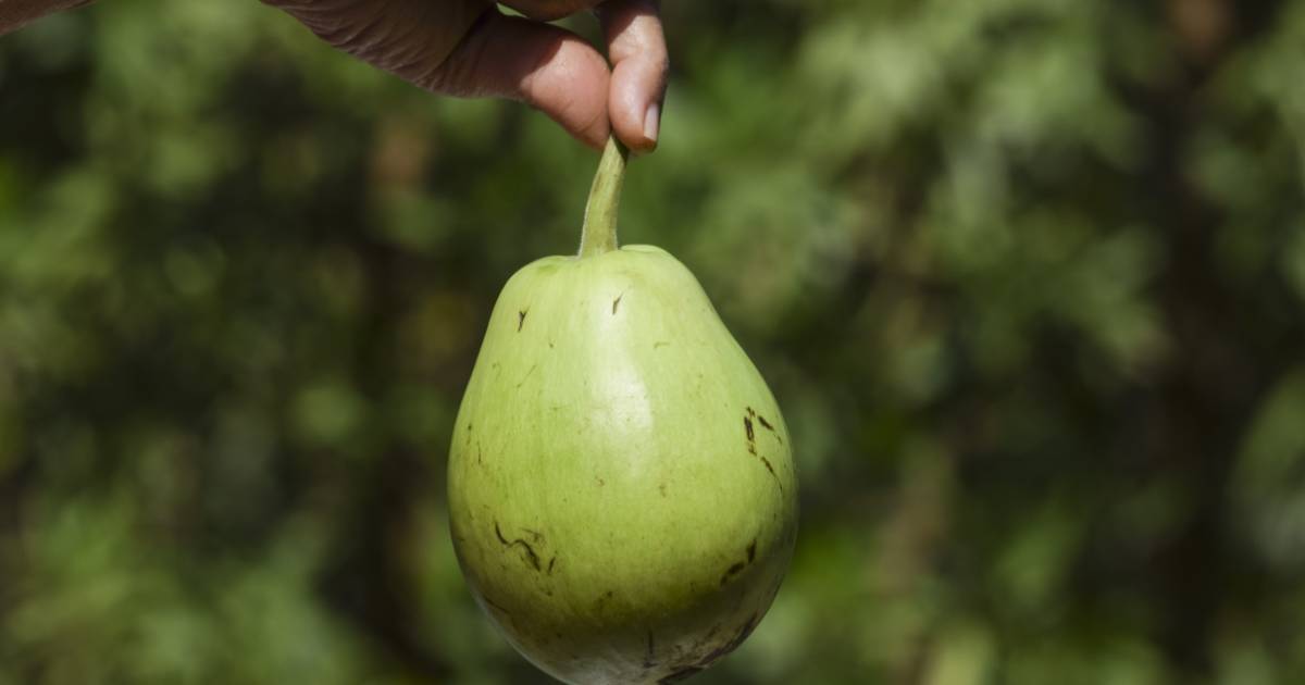 5 Nutritional Benefits of Bottle Gourd (Calabash) - Nutrition Advance