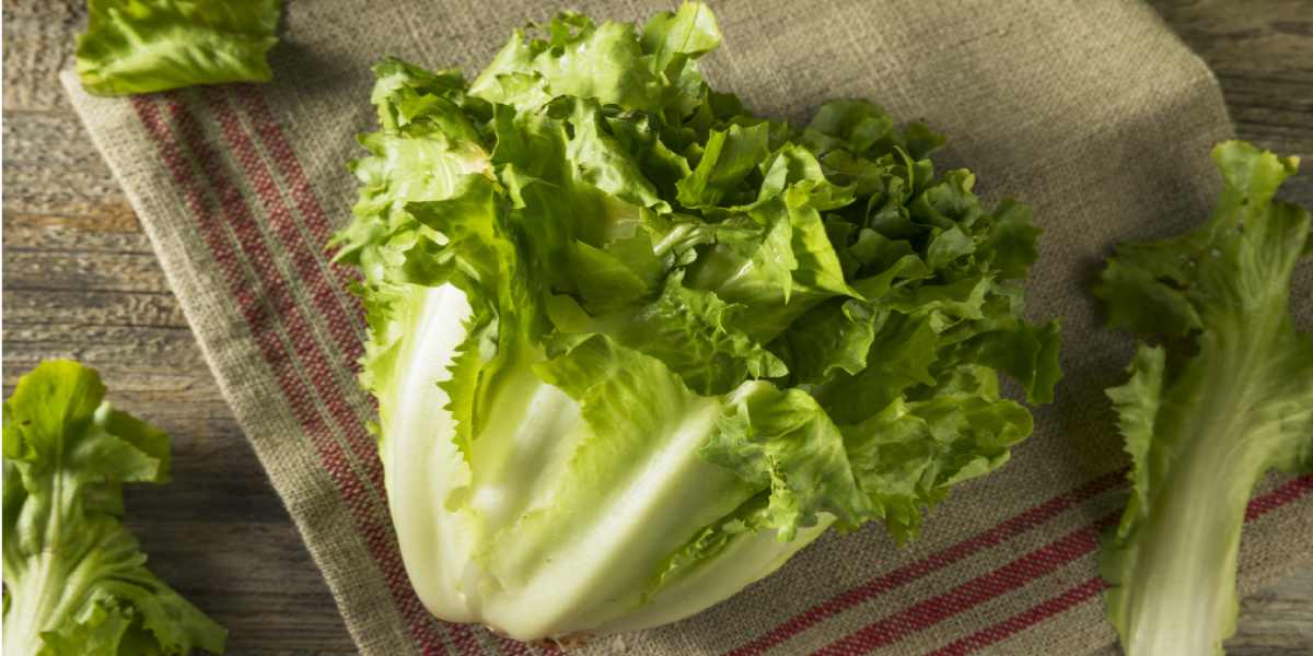 5 Benefits of Escarole (With Full Nutrition Facts) - Nutrition Advance